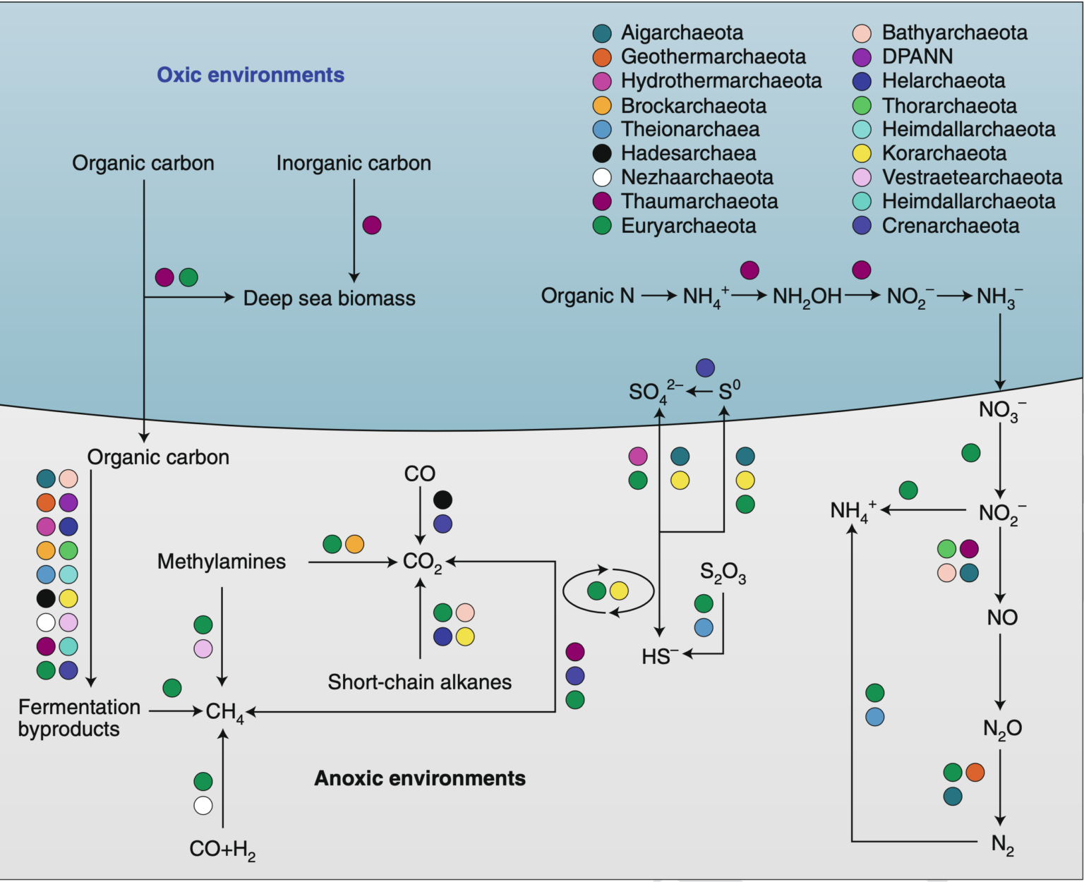 A new review about archaea published in Nature Microbiology – Baker ...