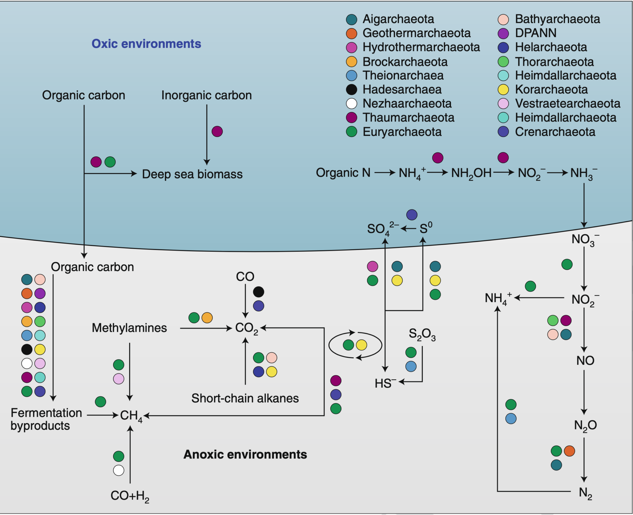 A new review about archaea published in Nature Microbiology – Baker ...