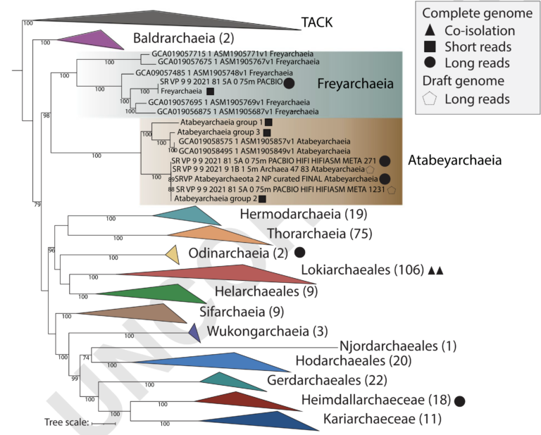 New study characterizing complete Asgard archaea genomes from soils ...