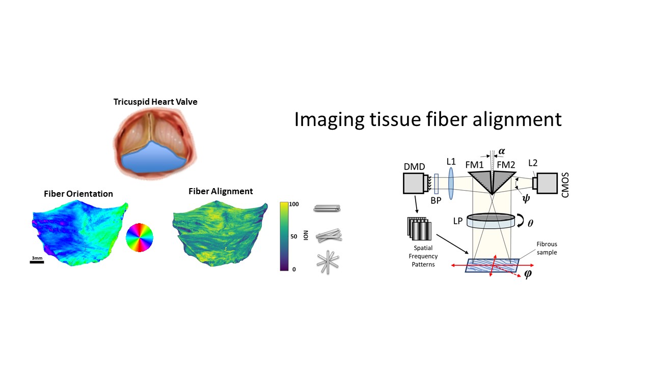 Imaging fiber alignment