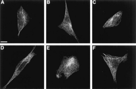 Toward Objective Selection of Representative Microscope Images 1999 ...