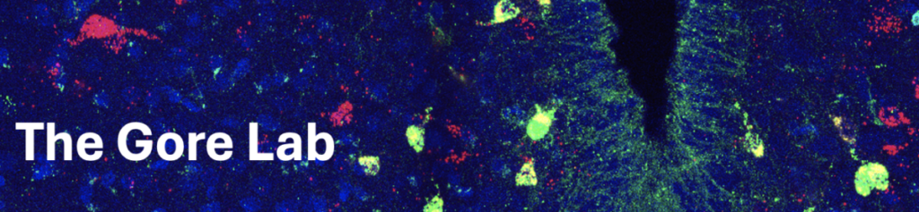 Publications – The Gore Lab