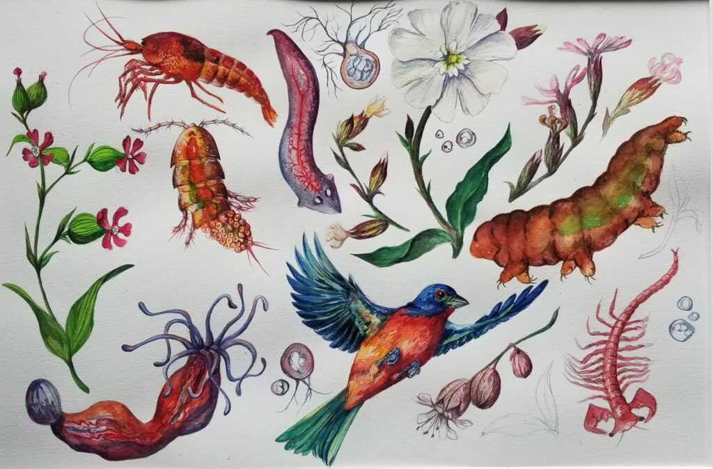 Havird Lab @ UT Austin EVOLUTION, GENOMICS, & PHYSIOLOGY