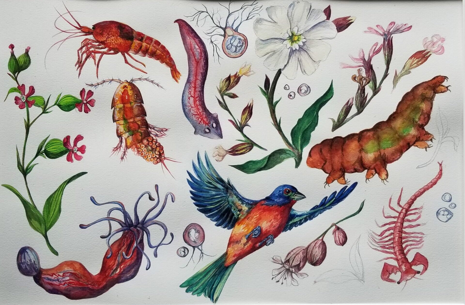 Havird Lab @ UT Austin EVOLUTION, GENOMICS, & PHYSIOLOGY