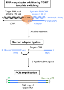 (D) Thermostable Group II Intron Reverse Transcriptases (TGIRTs) and Their Applications in High ...