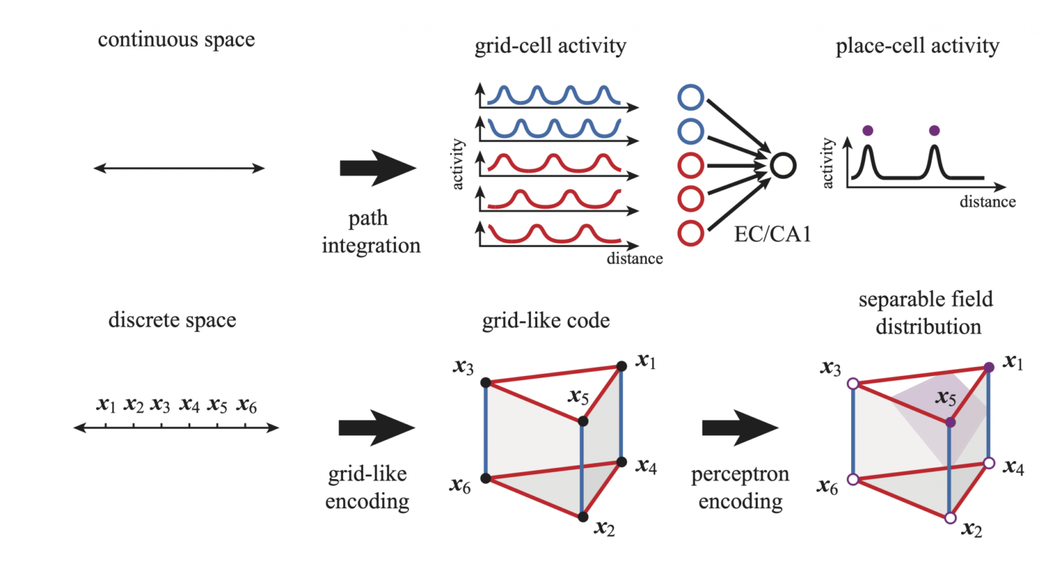 Neural code and spatial cognitive map