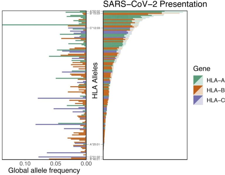 HLA Susceptibility Map for SARS-CoV-2 Infection