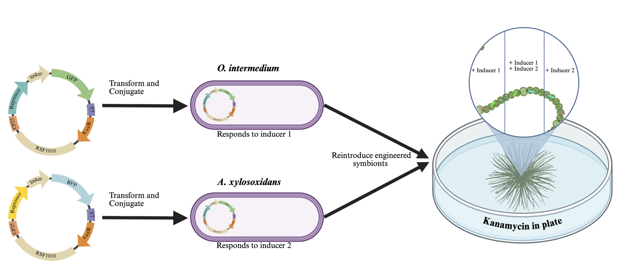 Cyanobacteria Project