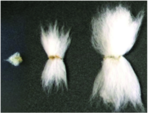 Cotton Fiber