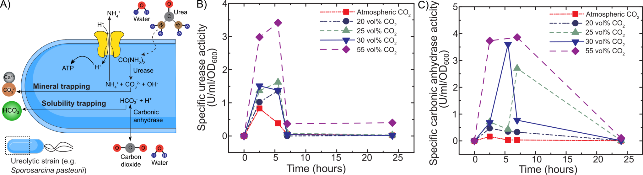 Environmental biotechnology | Bio-Geotechnics (BiG) Research Group