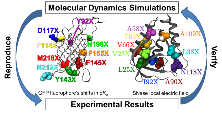 Molecular Dynamics Simulations
