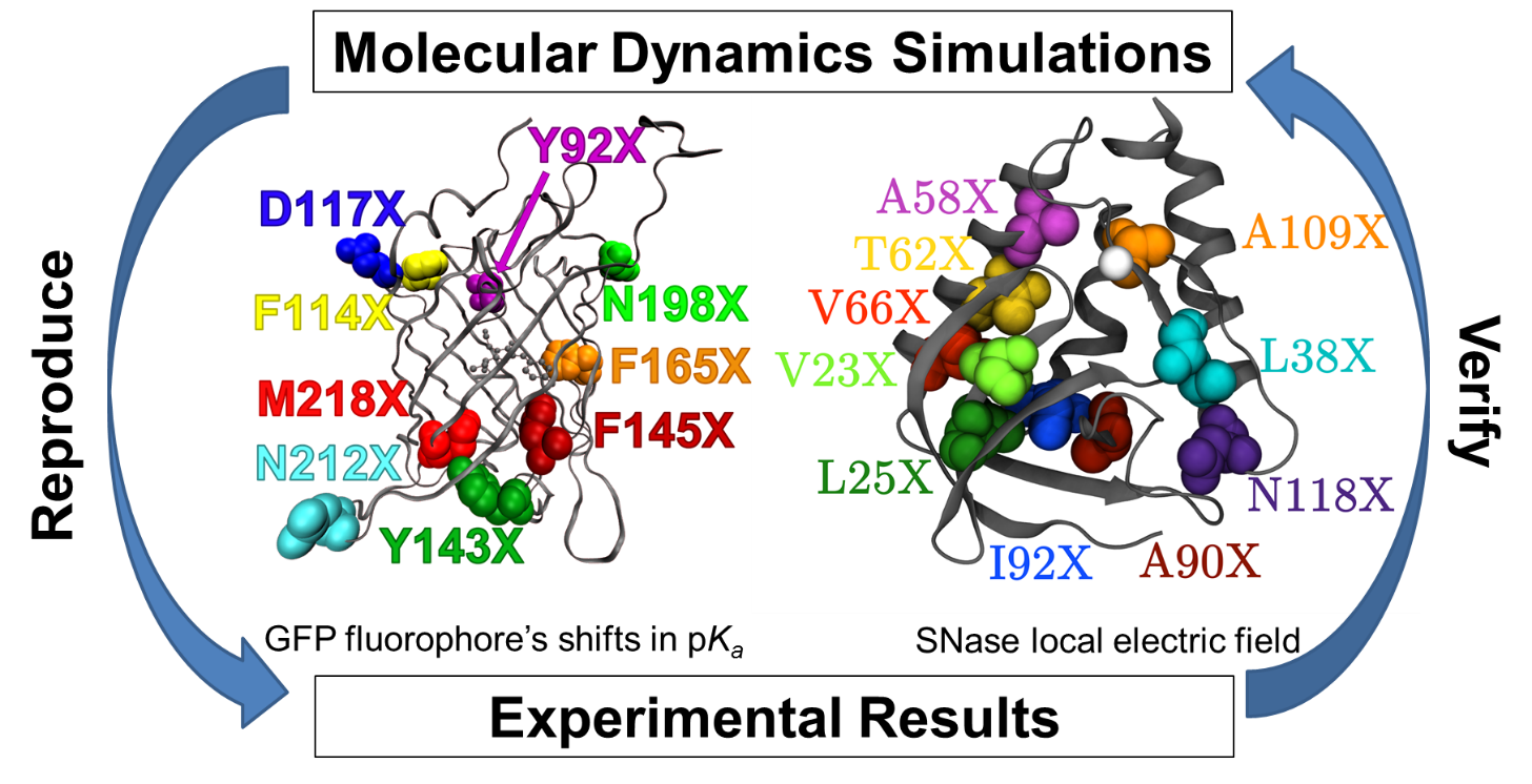 Molecular Dynamics Simulations